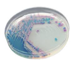Medicult | Le choix de la qualité